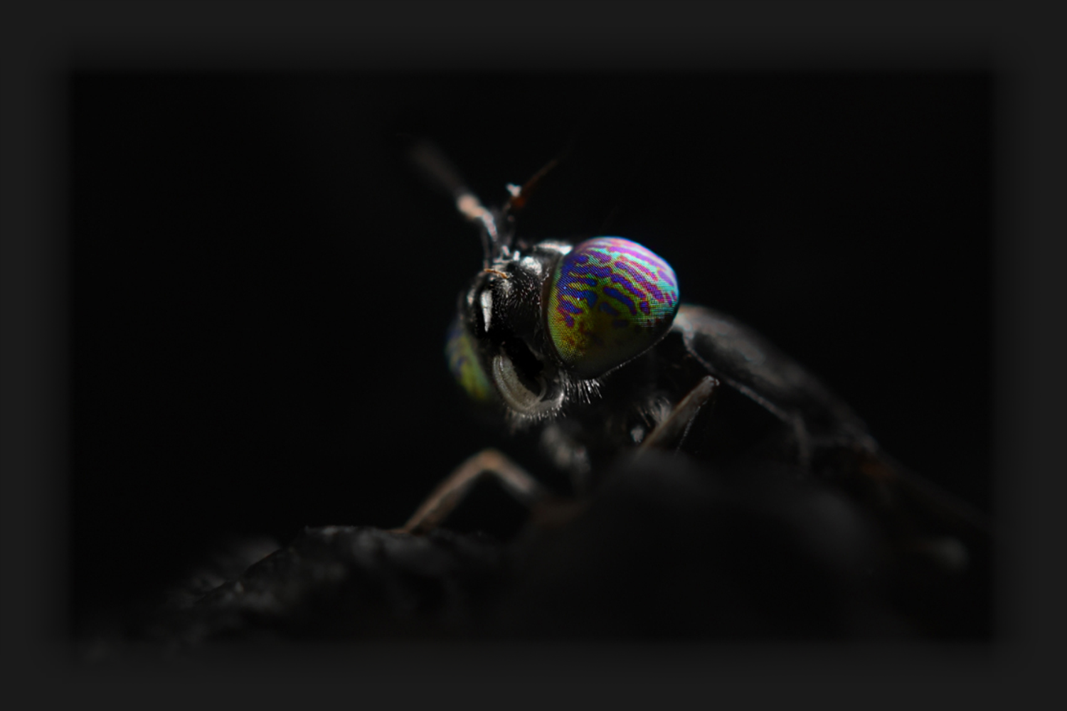 Insect Lighting - Design LED Garden Lighting - Led-e-Lux